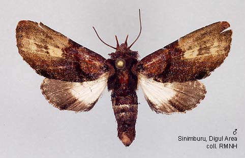 Papua Insects Foundation (Lepidoptera/Euteliidae/Euteliinae/Anigraea ...